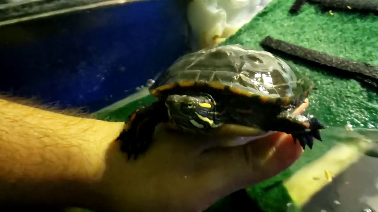 African Side Neck Turtle Flips Over From His Back | Self Righting Head ...