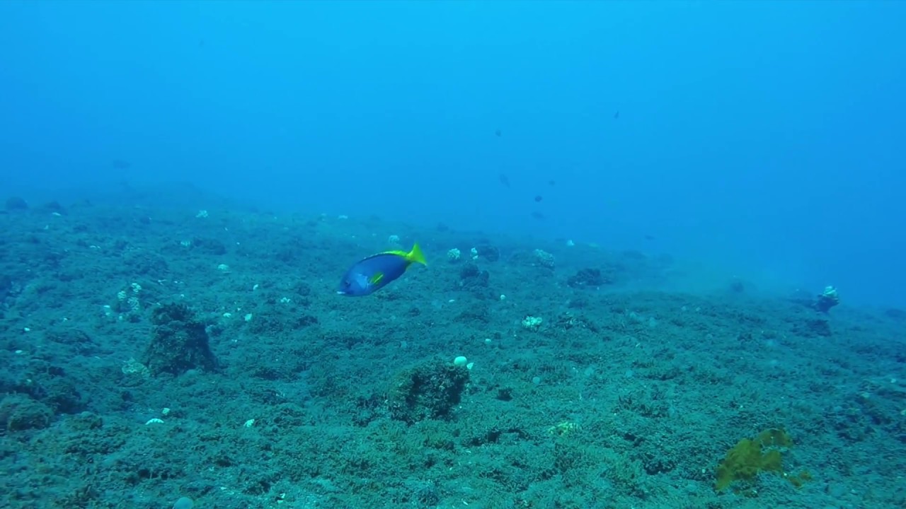 Mérou faraud - YouTube