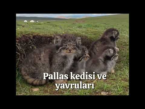 Pallas kedisi ve yavruları Çinli Kediler Çok Tatlılar