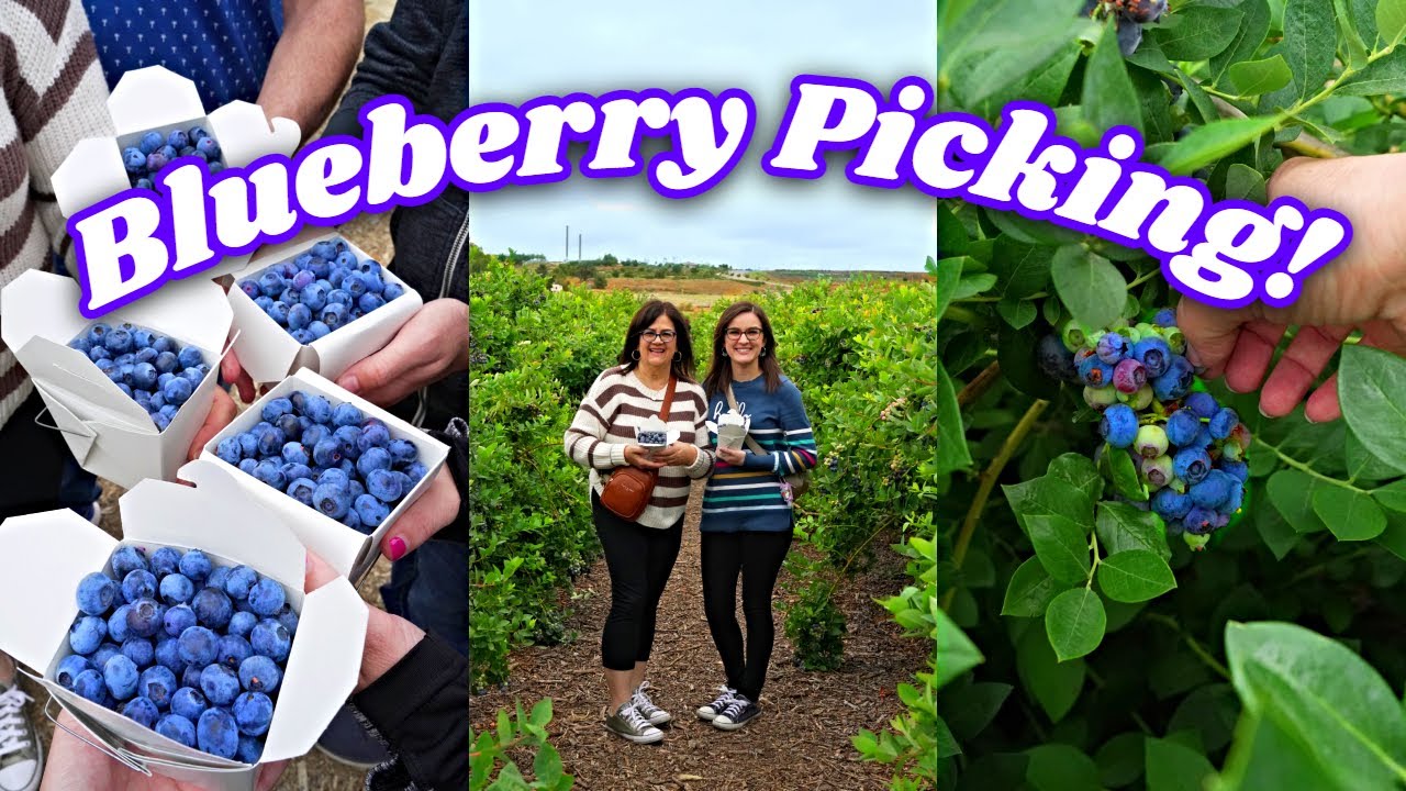SUMMER BLUEBERRY PICKING AT A FARM! - Temecula, California📍 - YouTube