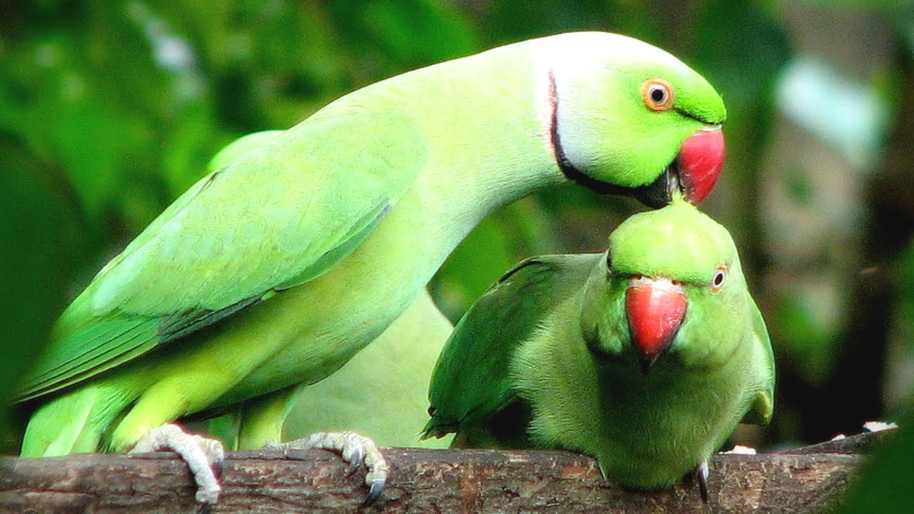 টিয়া পাখির ডাক | Tiya Pakhir Dak | Mithu Bird Sound @wildindiamit ...