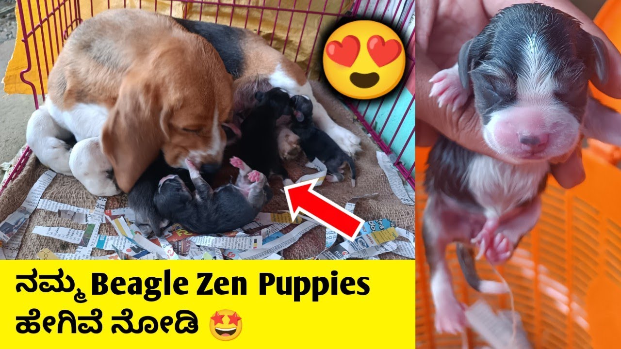 ನಮ್ಮ Beagle Zen Puppies ಹೇಗಿವೆ ನೋಡಿ 😍 |New Born Beagle puppies | Beagle | - YouTube