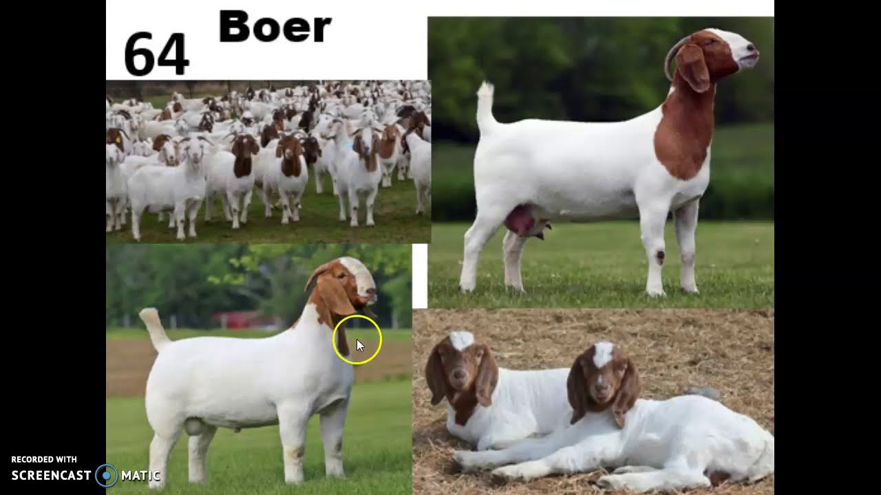 Goat Breeds 62-70 - YouTube