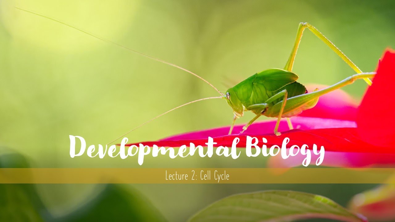 Developmental Biology: Cell Cycle - YouTube