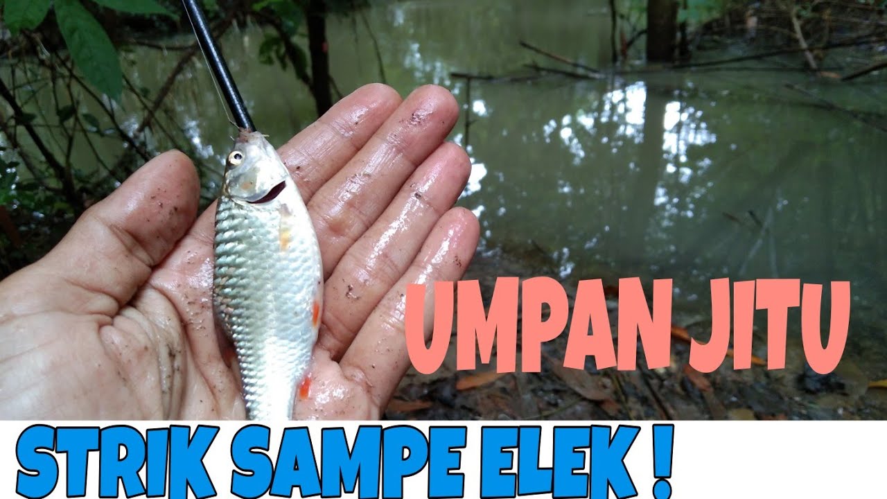 MANCING WADER UMPAN JITU - YouTube