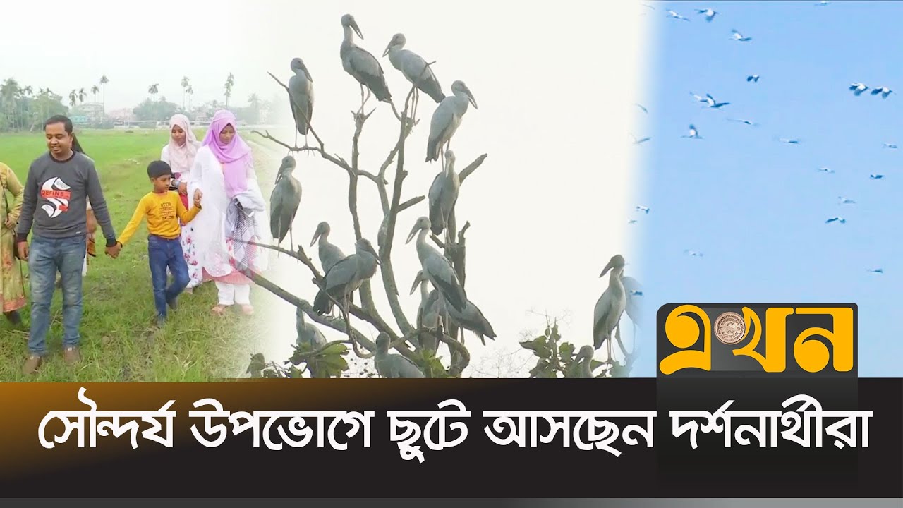 অতিথি পাখির কলকাকলিতে মুখরিত ফরিদপুরের বিল-বাওড় | Migratory Birds ...