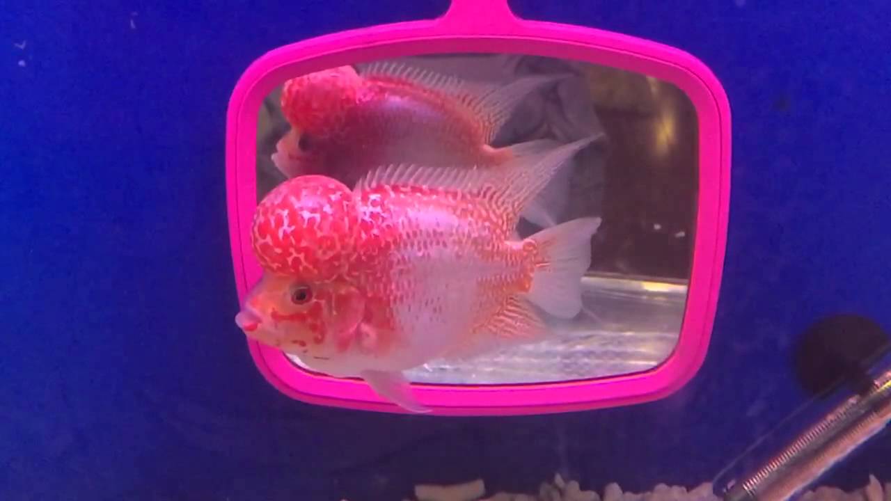 Red Magma Fader Flowerhorn Fish - YouTube