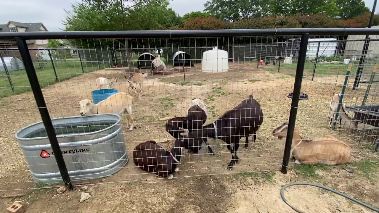 Goat Worming - Keeping our Goats Worm Free Naturally - YouTube