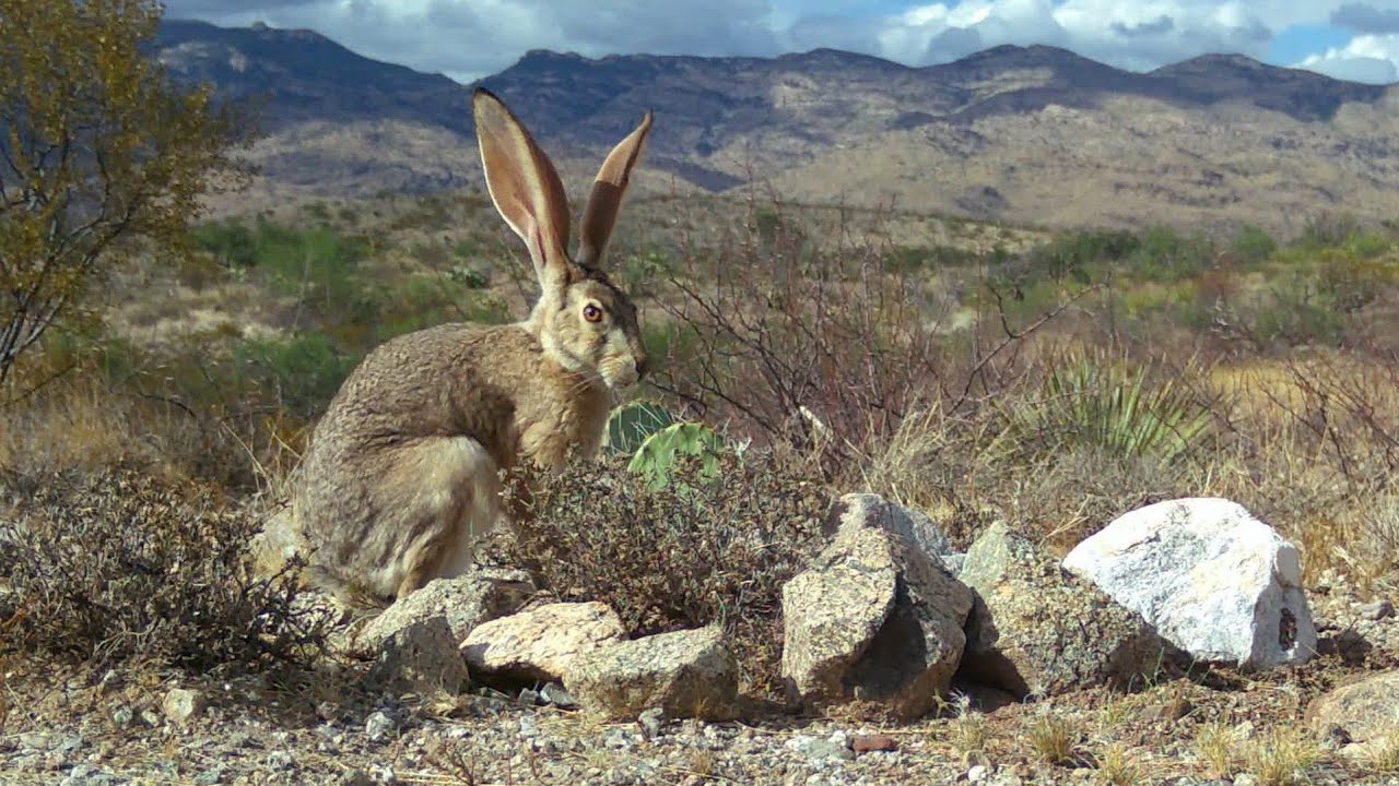 Blacktail Jackrabbit: Wild Arizona! - YouTube