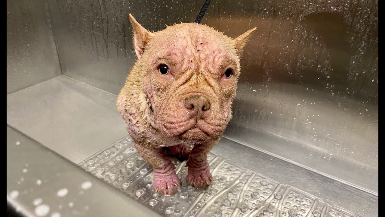 Shelter dog's amazing recovery: Penny is a true survivor! - YouTube