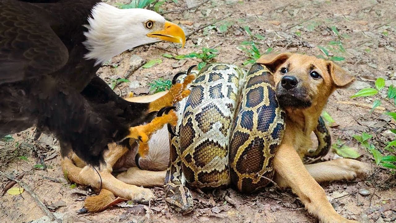 The Battle For Life And Death 🦅 Wild Discovery Animals 2024 #1 - YouTube