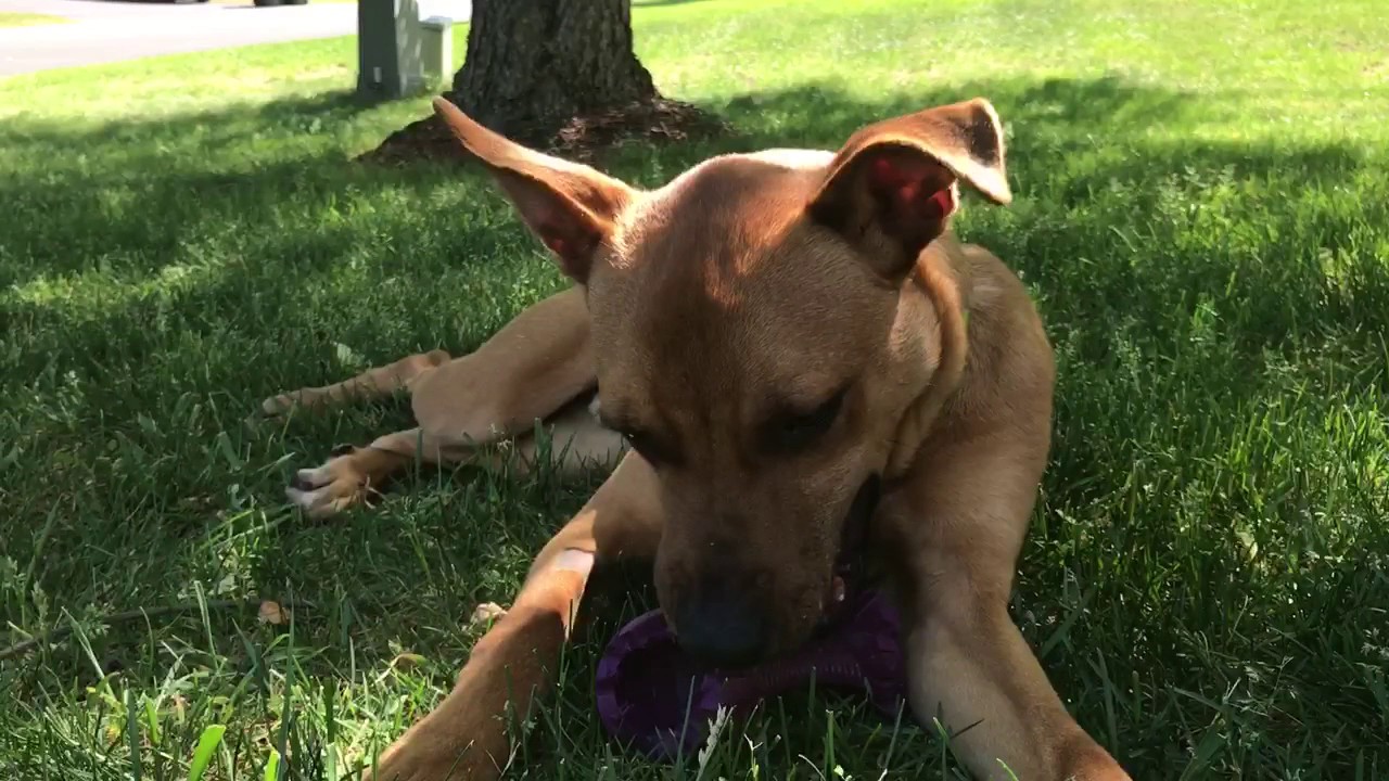 Video of adoptable pet named George - YouTube
