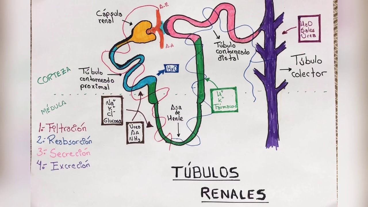 Túbulos renales - YouTube