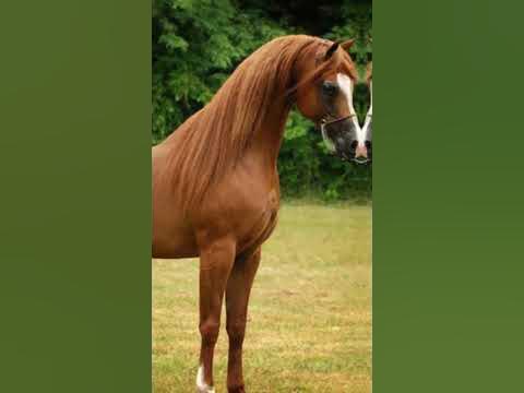 The arabian horses - YouTube