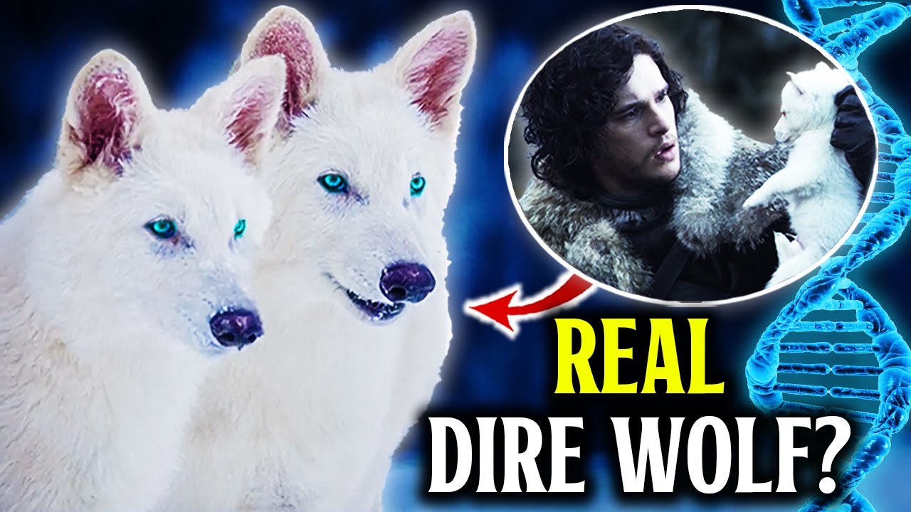 They Didn’t Bring Back Dire Wolves… They Created Something Else - YouTube