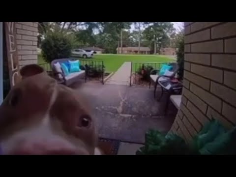 Dog Shaorma - YouTube