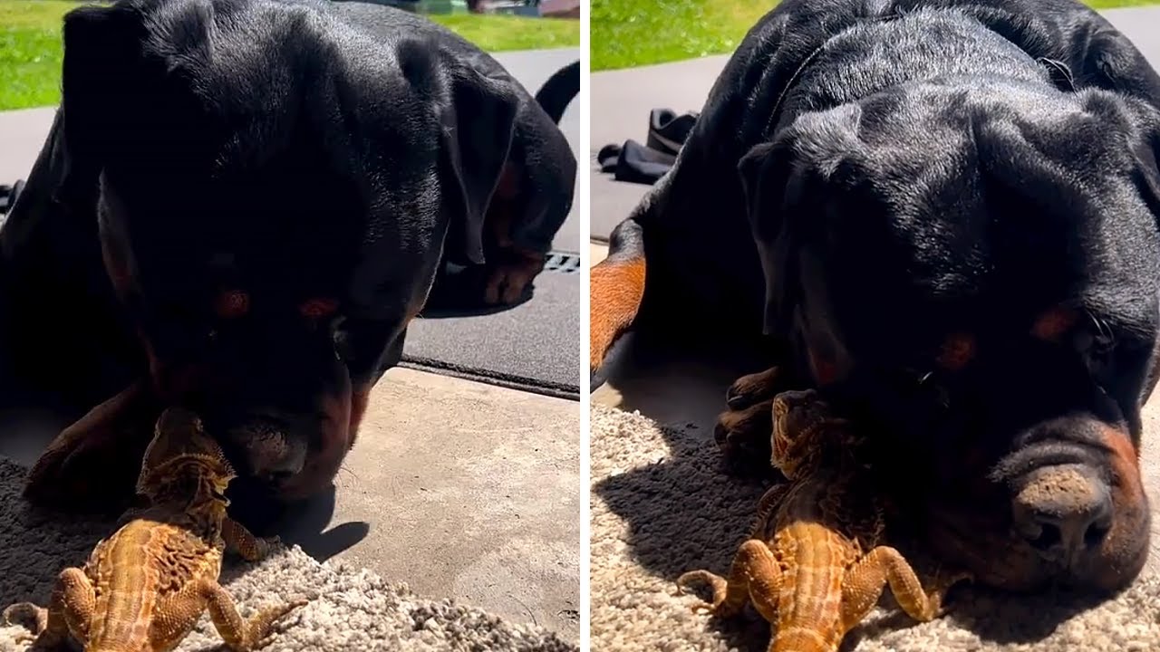 Rottweiler preciously cuddles bearded dragon friend #shorts - YouTube