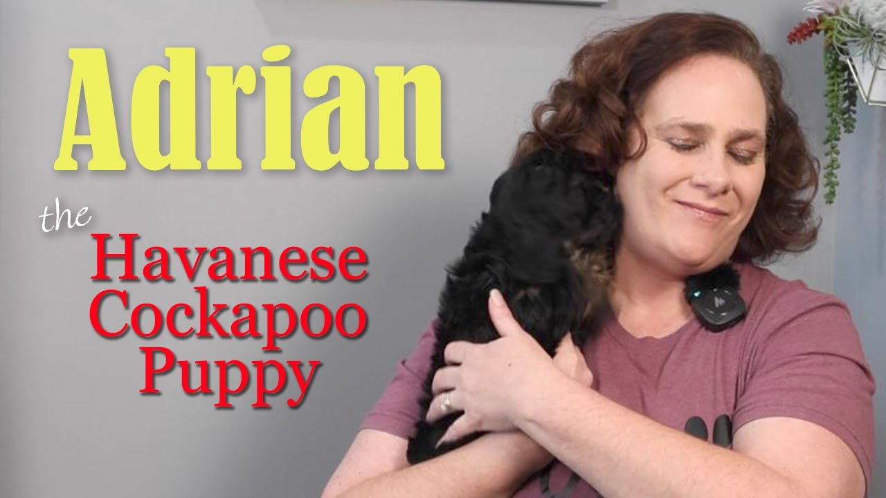 Havanese Cockapoo Puppy 9 weeks old - ADOPT at DeazDoodleRanch.com ...