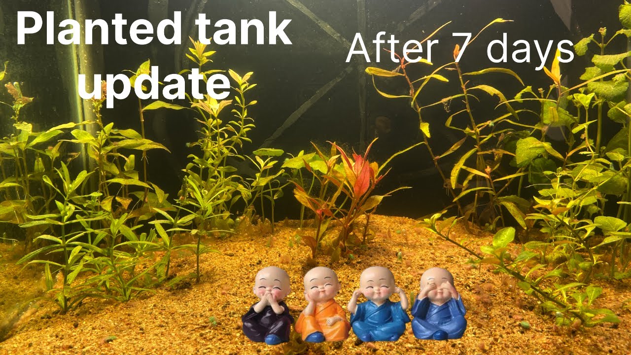 Planted tank setup update| planted setup under 700 rupees | low tech ...