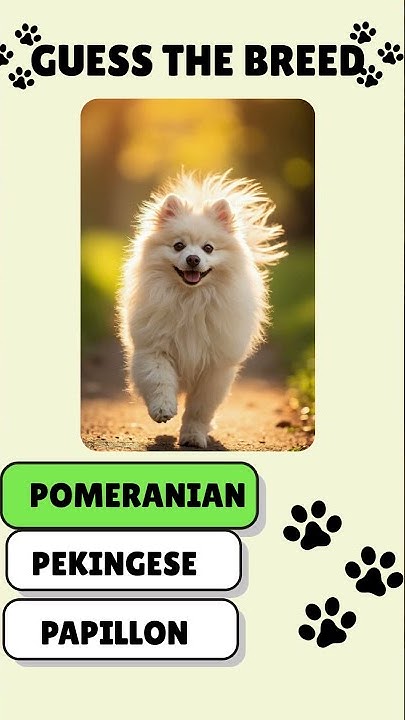 "Guess the Dog Breed! 🐶🔍 | Breed Spotlight #1" #dog #quiz - YouTube