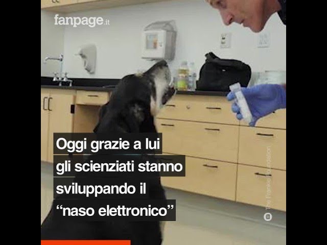 Grazie Cane Meme