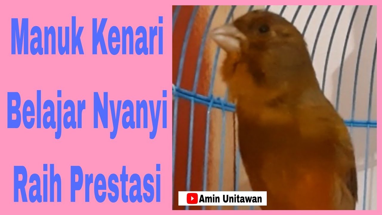 Manuk Kenari Belajar Nyanyi Raih Prestasi - YouTube