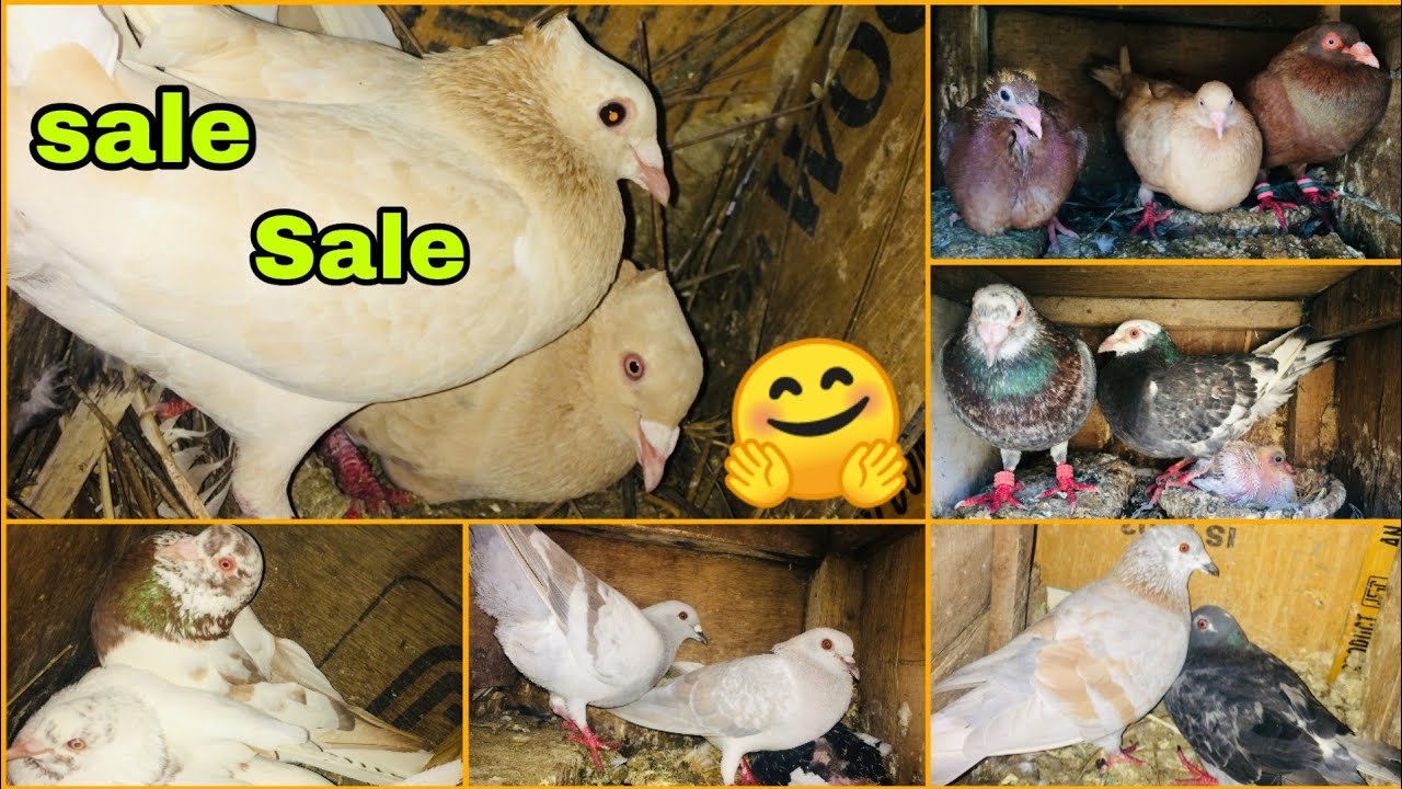 ||all new kabooter tips and tricks new sale video - YouTube