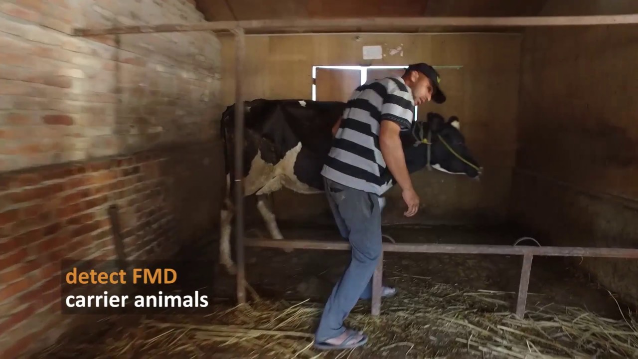 FMD Collecting a probang sample - YouTube