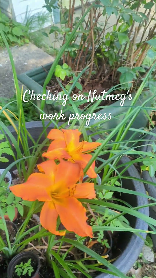 Checking on Nutmeg's work progress #gratitude #catshorts #catlover #goatfarming #goatkids # ...