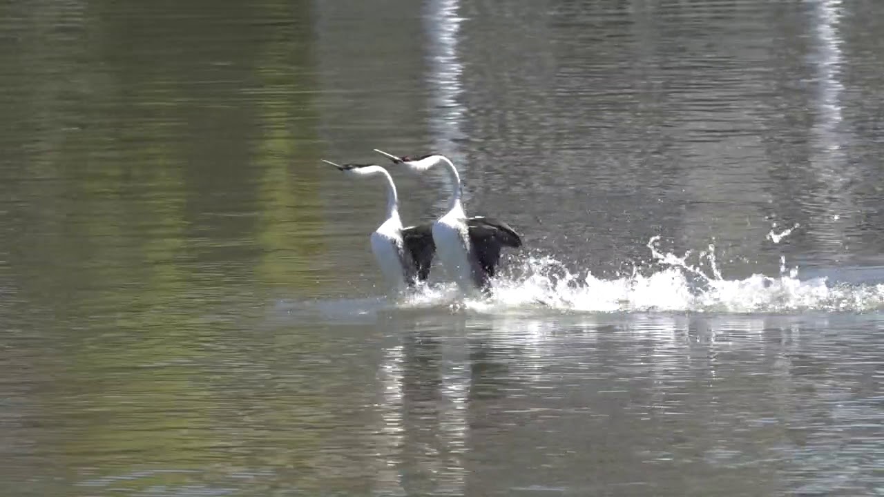 Dancing Grebes Klamath Falls - YouTube