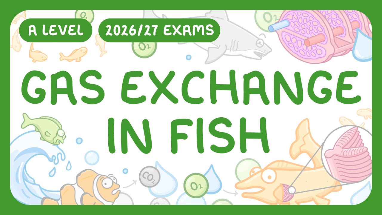 A-Level Biology - Gas Exchange in Fish | Countercurrent Exchange System ...