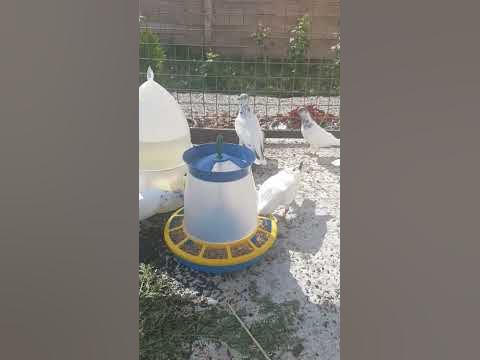 Голуби Будапешти - YouTube