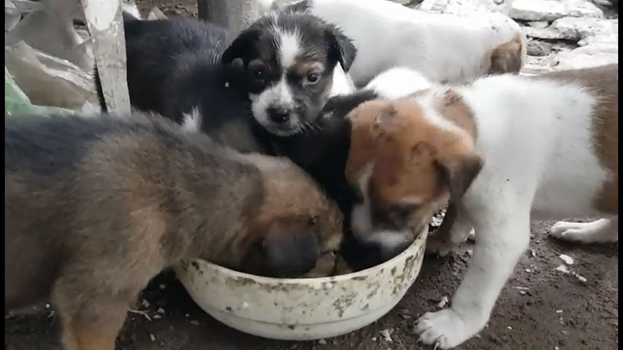 Rescued poor puppies,pity help puppies - YouTube
