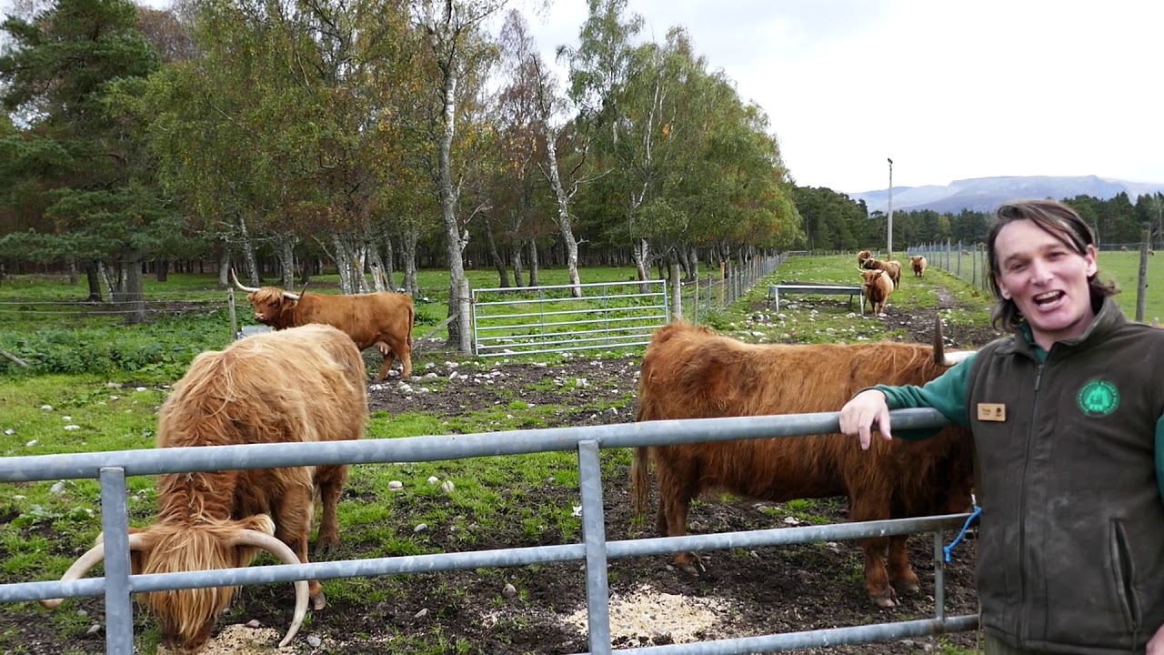 Rothiemurchus Scotland Hairy Coo Safari tour Guide Craig - YouTube