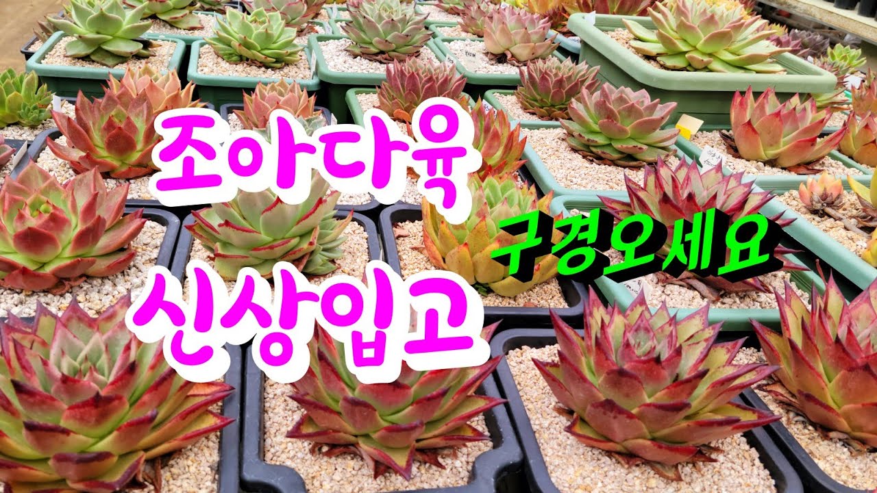 조아다육 신상다육이입고 단품찜하기 방문구입 환영합니다 일본신라이 먼로 에보니 립스틱 먼로샤넬 테슬라 매직초코