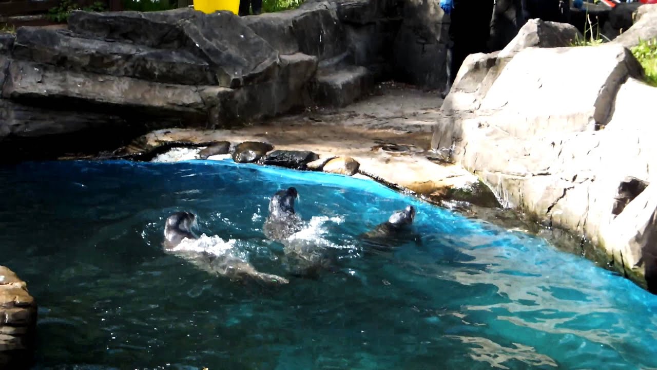 sea life sanctuary Oban - YouTube