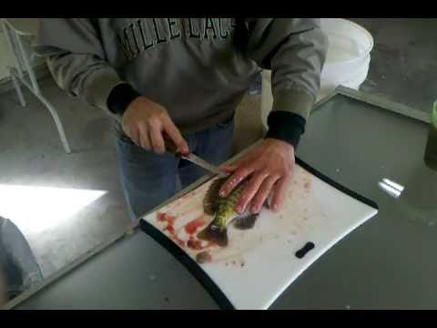 How to clean a sunfish in 43 seconds - YouTube