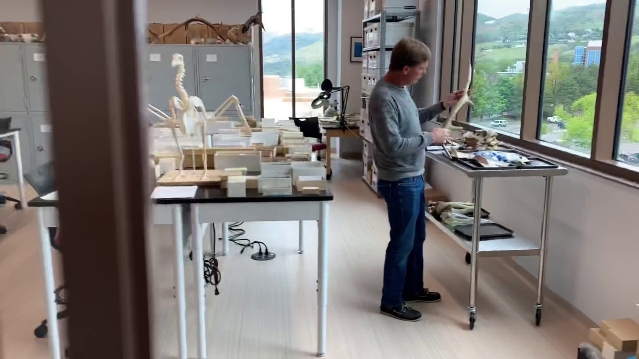 A tour of the University of Utah Zooarchaeology Laboratory - YouTube