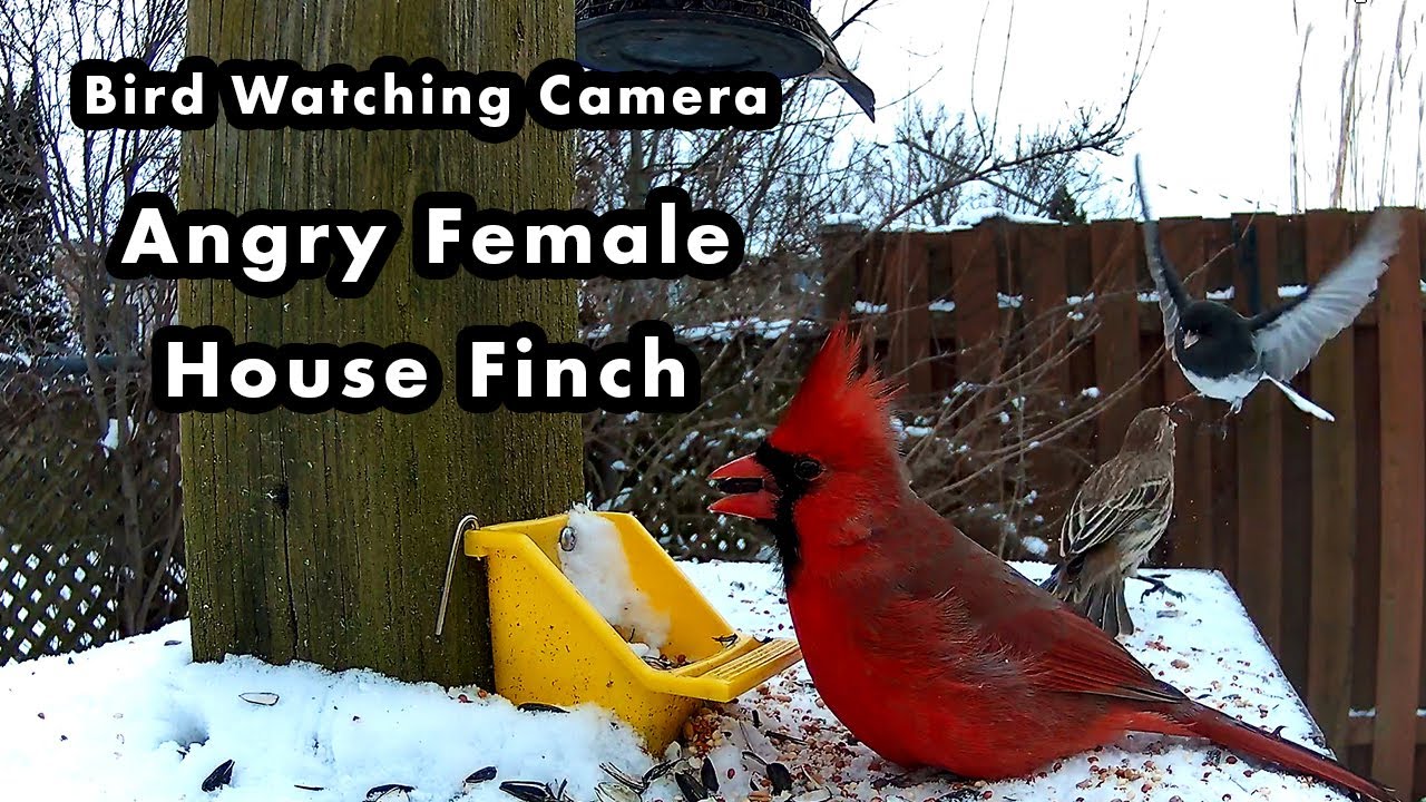 Bird Watching Camera - Angry Female House Finch Scaring The Birds - YouTube