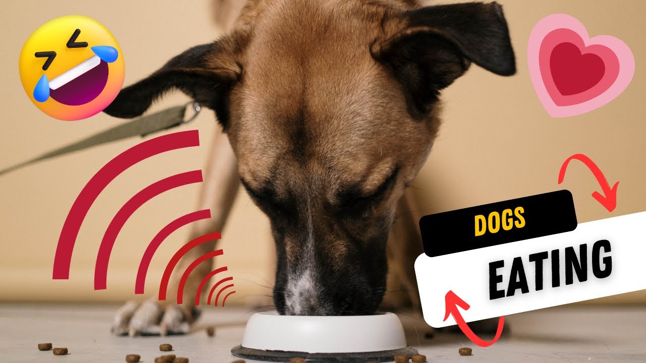 Funny Dog Eating Sounds | Funny Dog Eating and Drinking Sound Effects ...