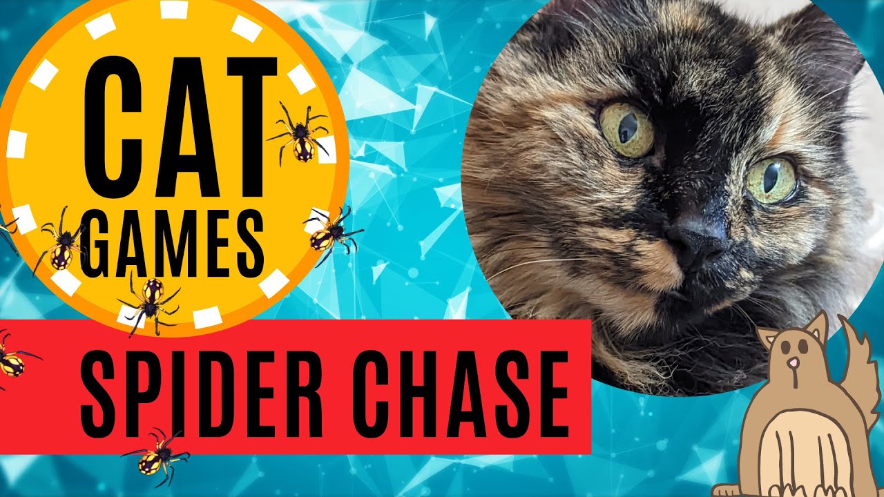 Cat Games On Screen - Spiders | Video for your cats | 4K - YouTube