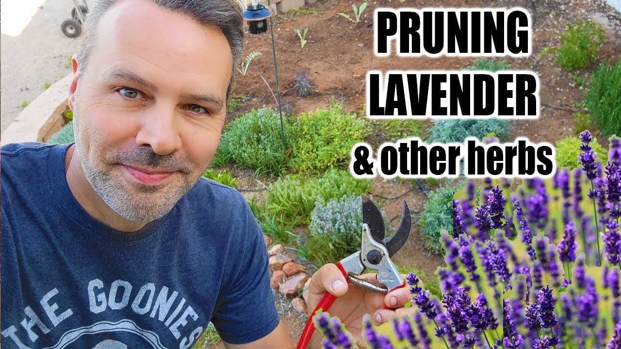 How And When To Prune Lavender Plants YouTube