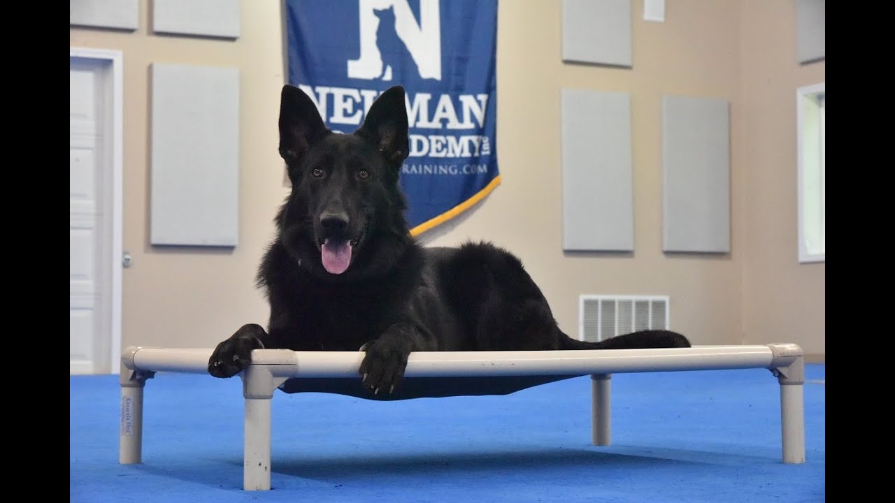Hank (German Shepherd / Labrador Retriever Mix) Puppy Camp Dog Training ...