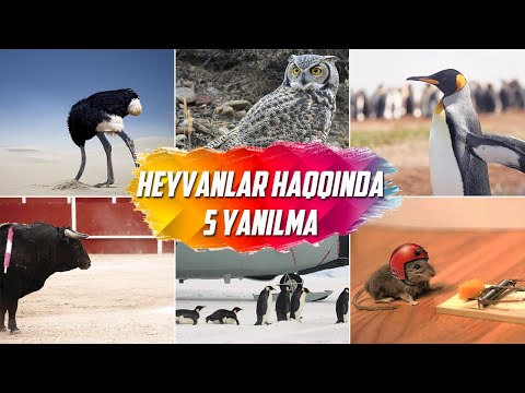Heyvanlar haqqında 5 məşhur yanılma
