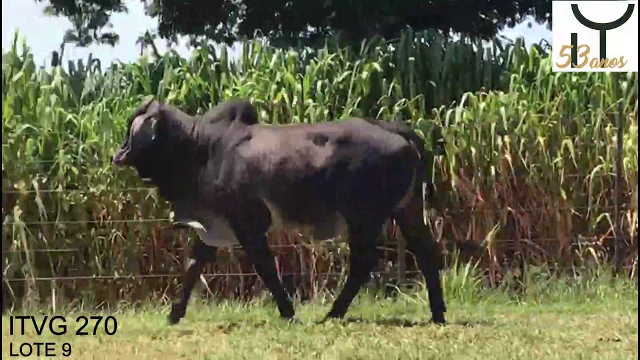 LOTE 9 ITVG 270 - YouTube