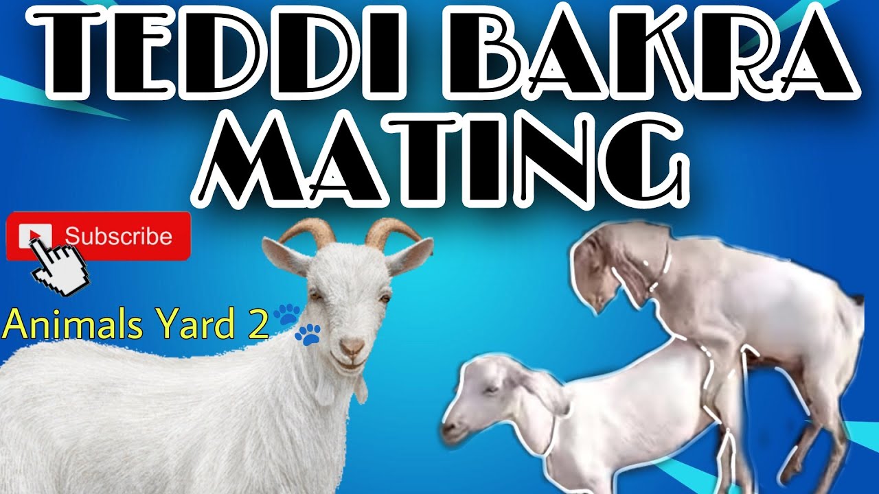 Natural way of goat breeding||mating.#Animallover #PETs #goats # ...