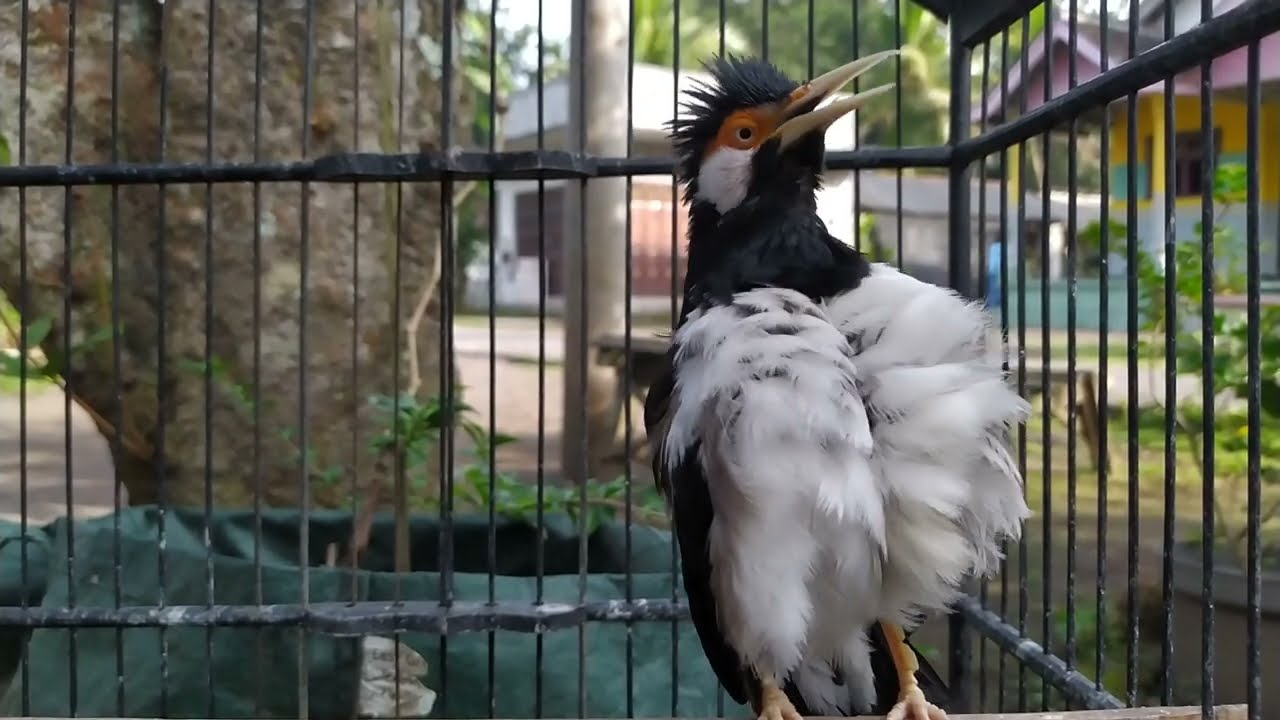 masteran ampuh burung jalak suren - YouTube