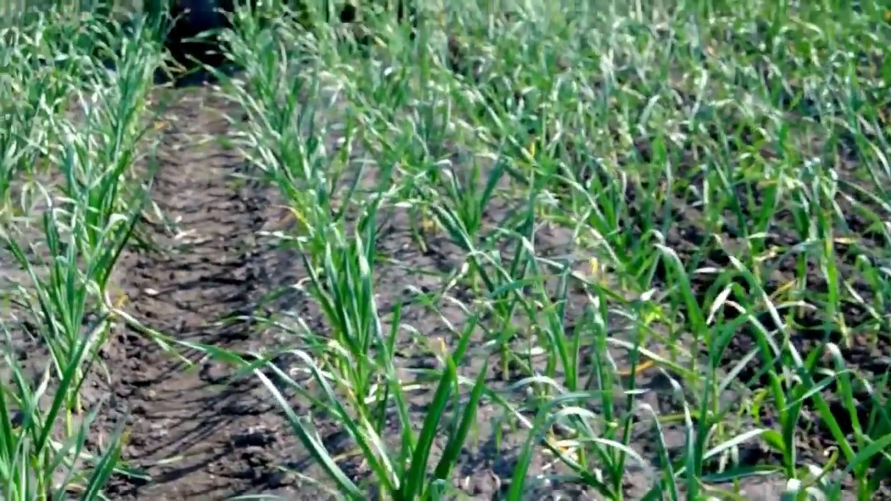 garlic weeding machine - YouTube