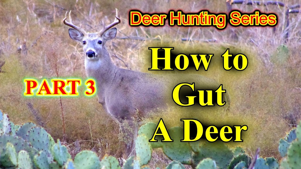 How to Field dress or Gut a Whitetail Deer - YouTube