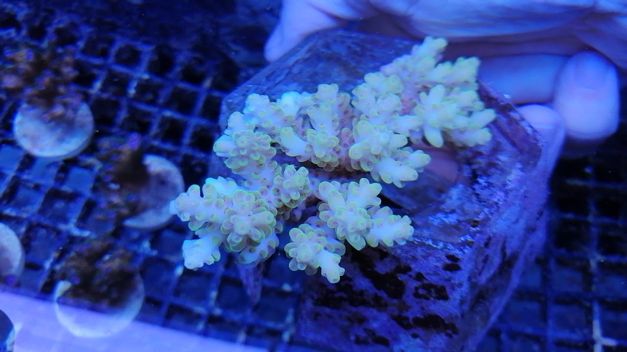 Acropora pikachu coral gandalf - YouTube